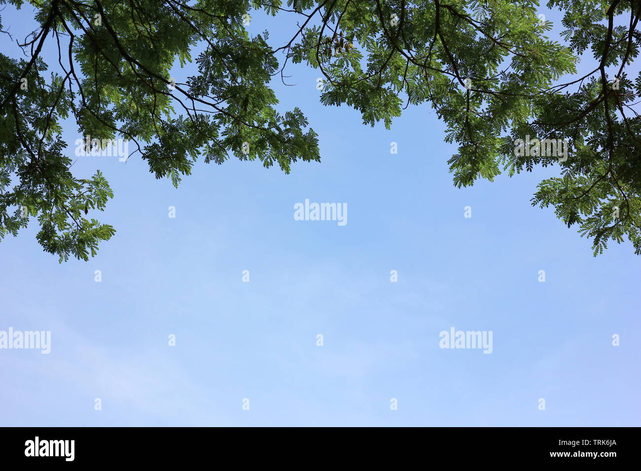 tree with blue sky Stock Photo - Alamy
