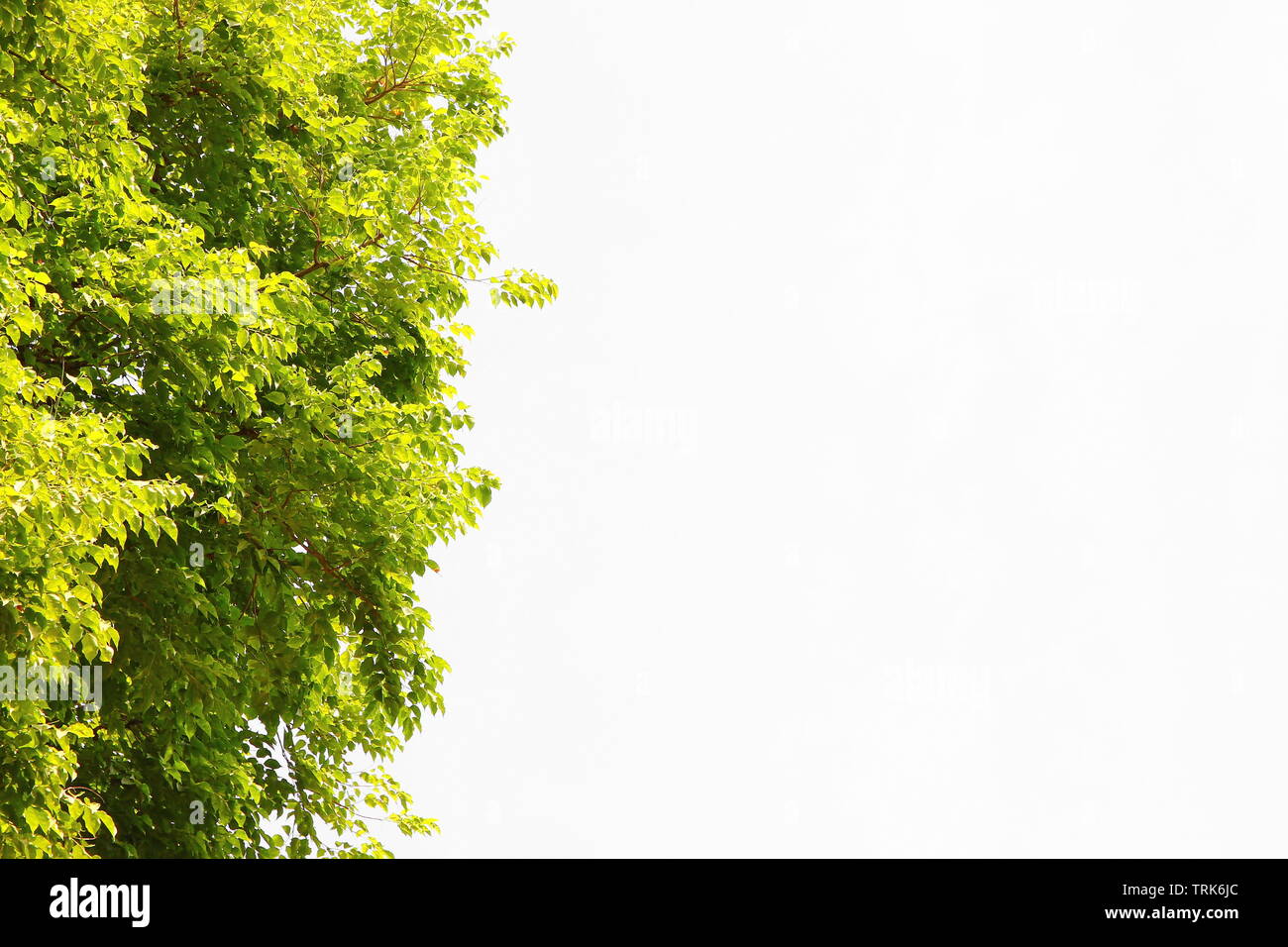 tree with sky .white cloud Stock Photo - Alamy