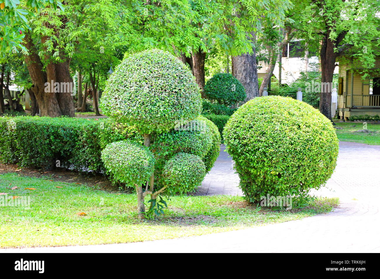 tree in garden arrangement Stock Photo - Alamy