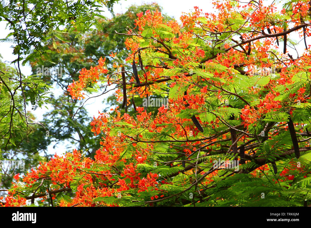 Flam bright background hi-res stock photography and images - Alamy