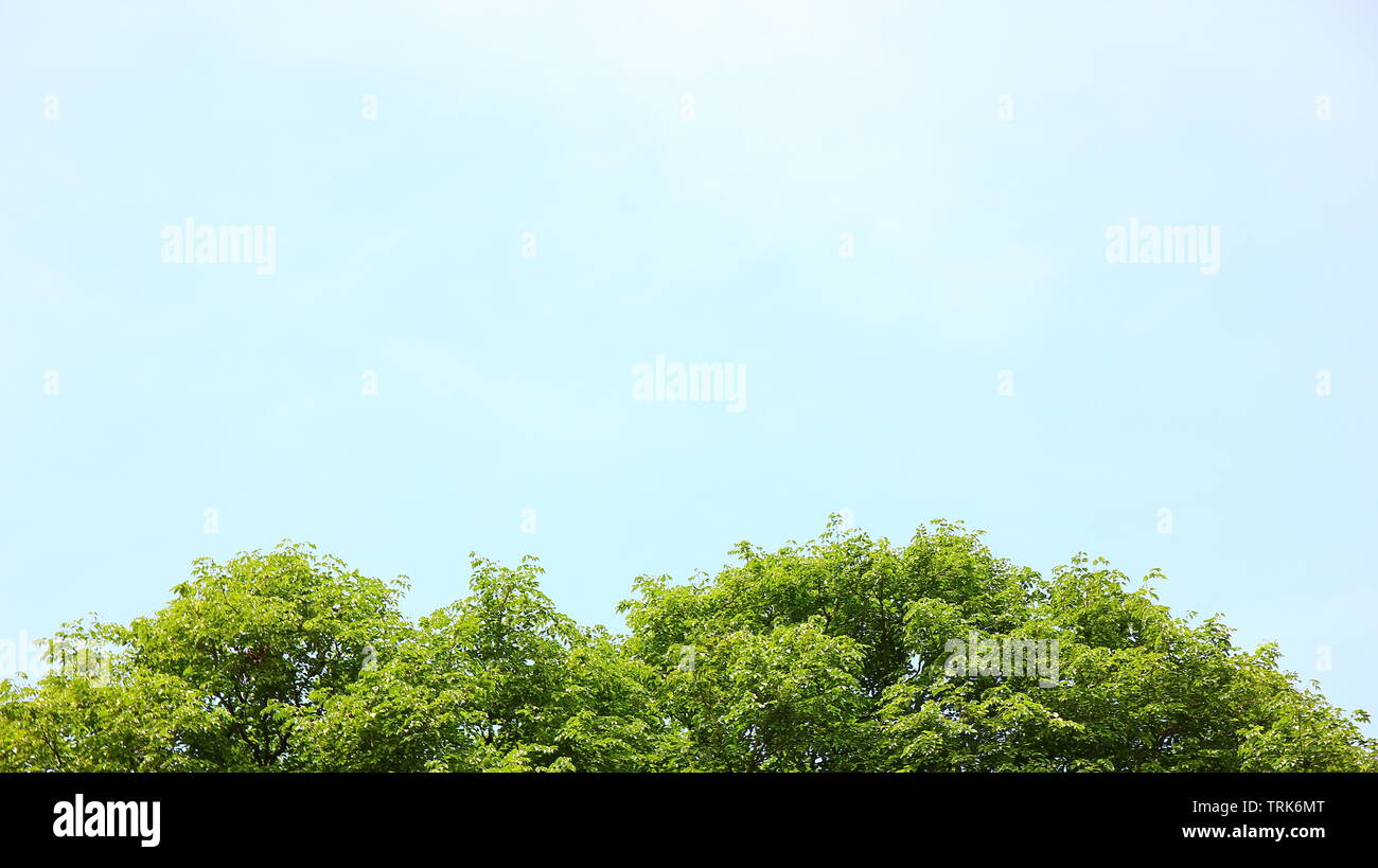 tree with blue sky Stock Photo - Alamy