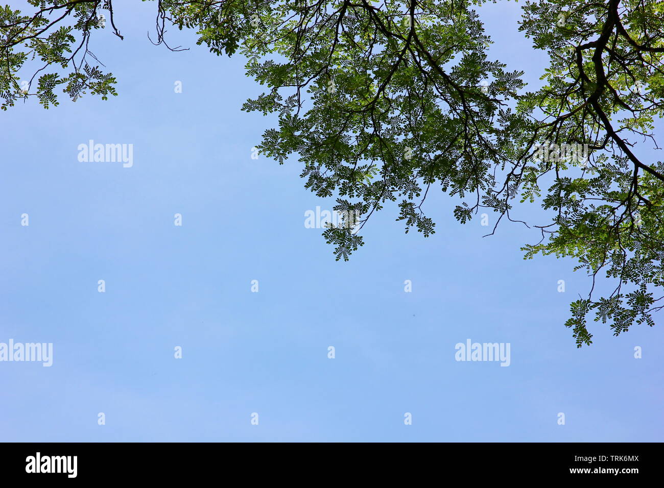 tree with blue sky Stock Photo - Alamy