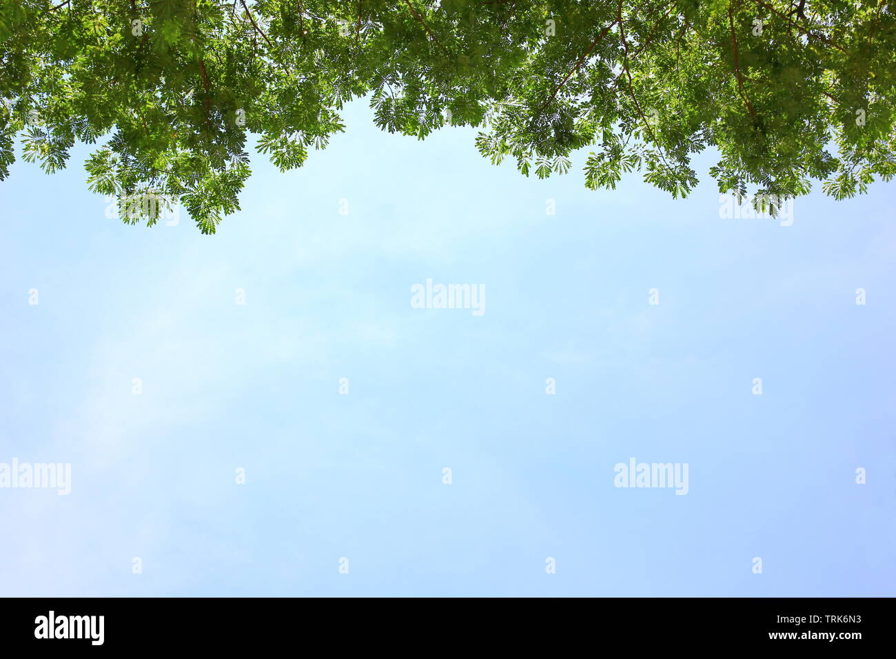 tree with blue sky Stock Photo - Alamy