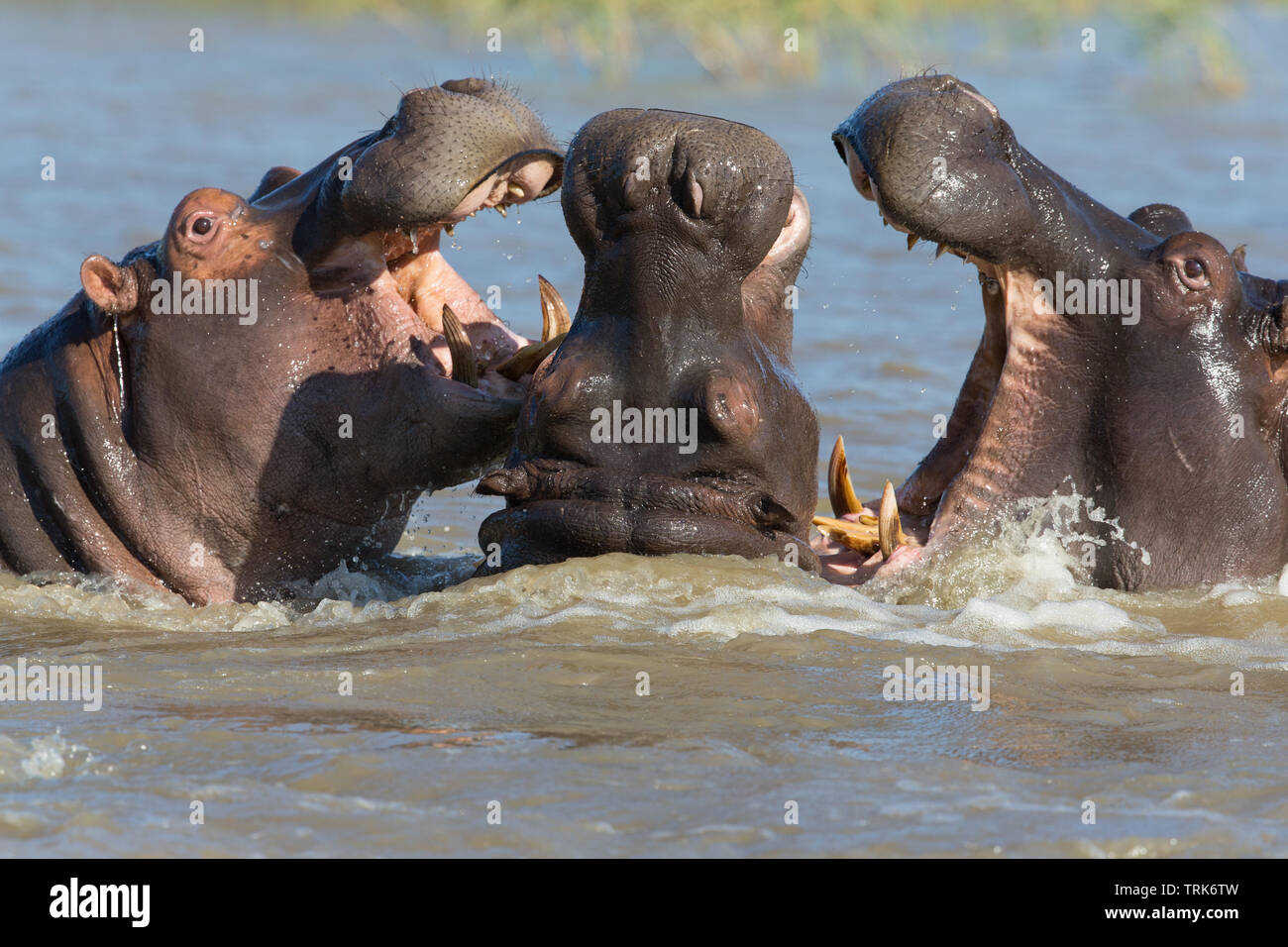 Taken from a pontoon boat on Lake St. Lucia, KwaZulu Natal, South ...