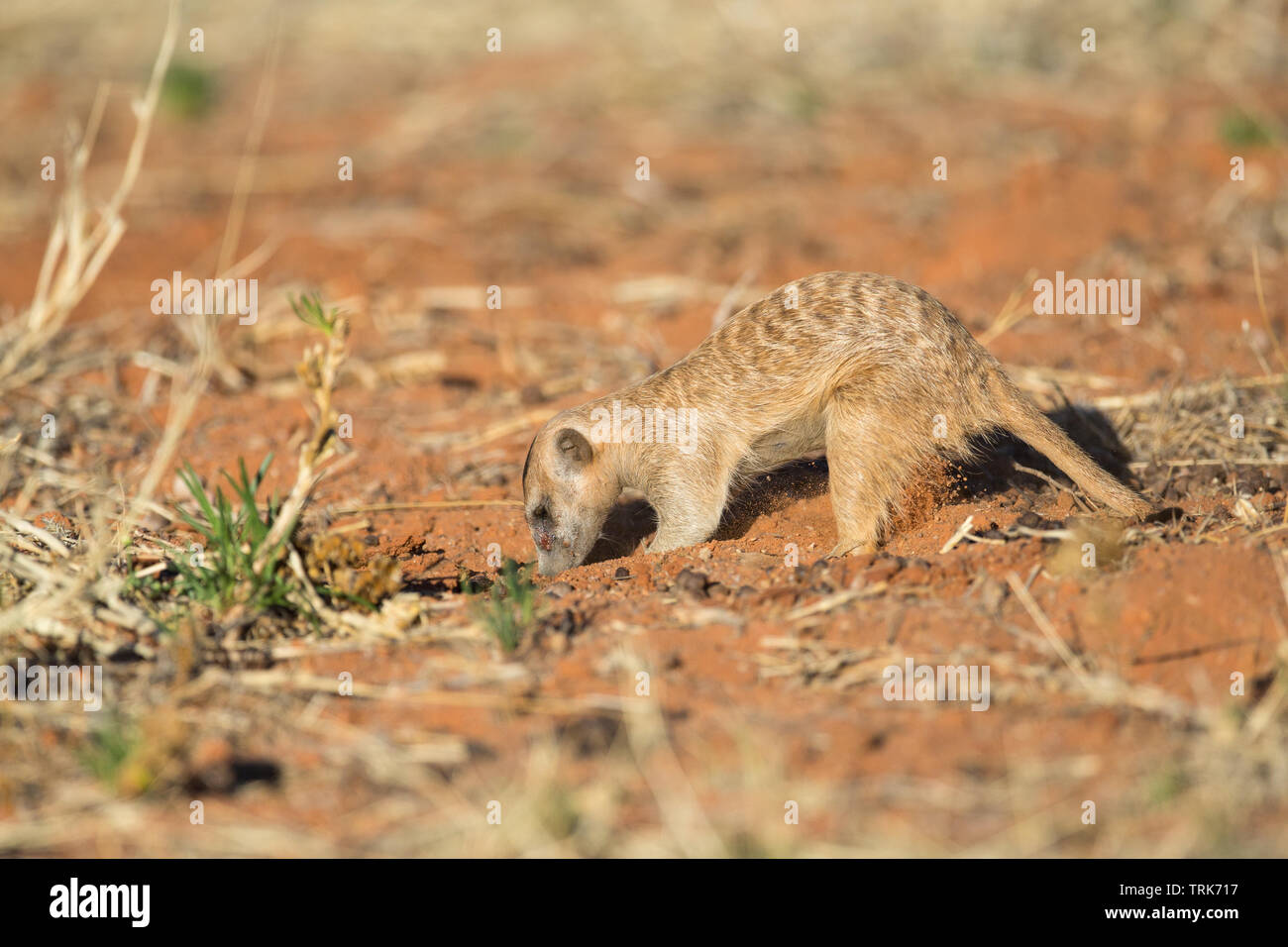 Tswalu hi-res stock photography and images - Alamy