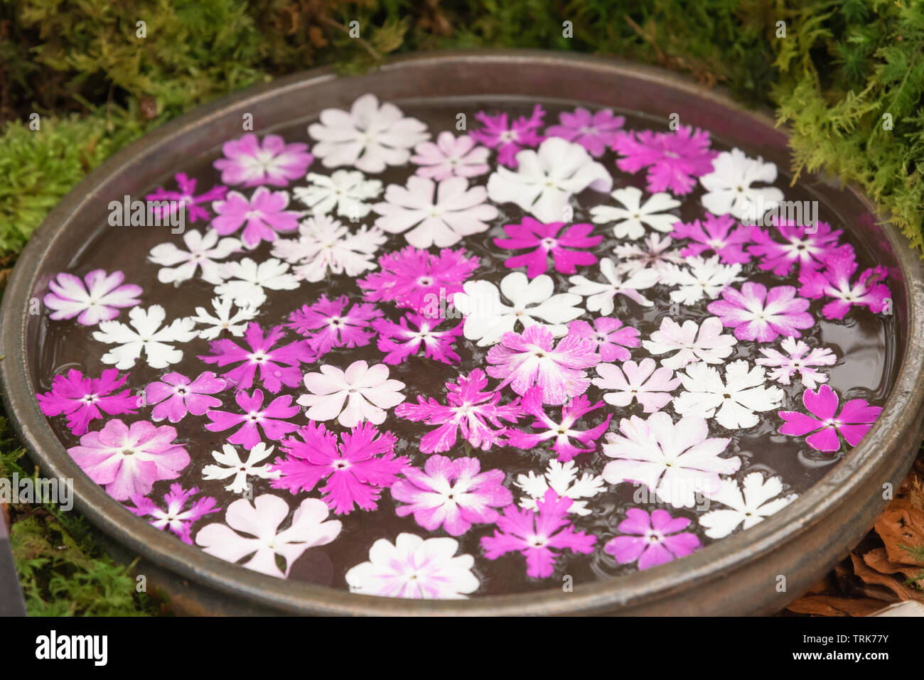 Petals float hi-res stock photography and images - Alamy