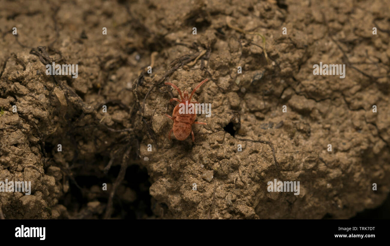 Bug insects hi-res stock photography and images - Alamy