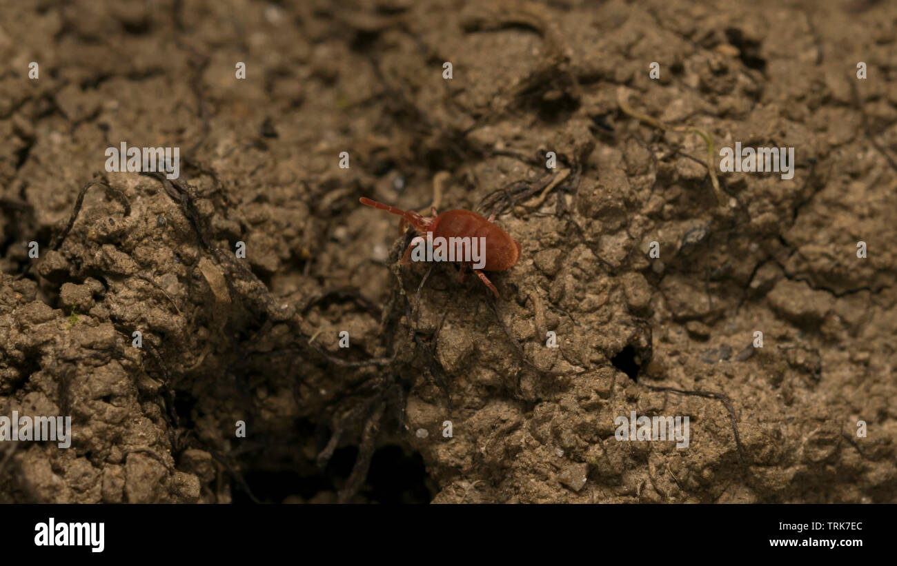 Red velvet mite photography hi-res stock photography and images - Alamy