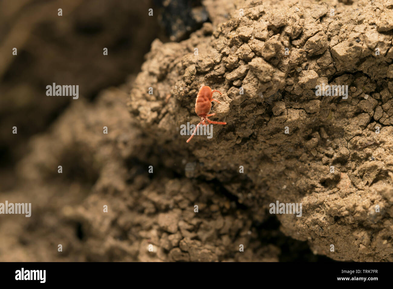 Red velvet mite or rain bug on the ground Stock Photo - Alamy