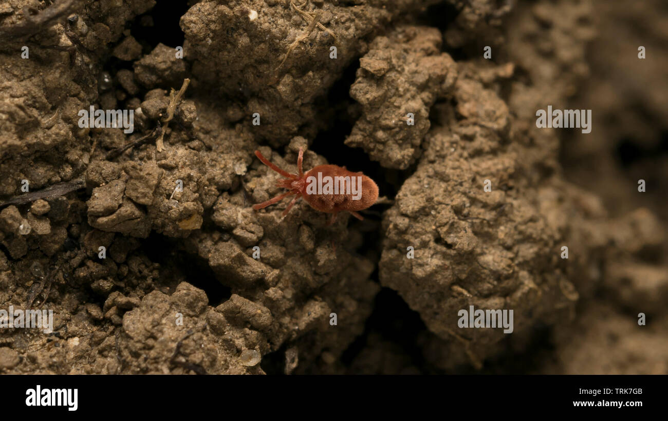 Bug insects hi-res stock photography and images - Alamy