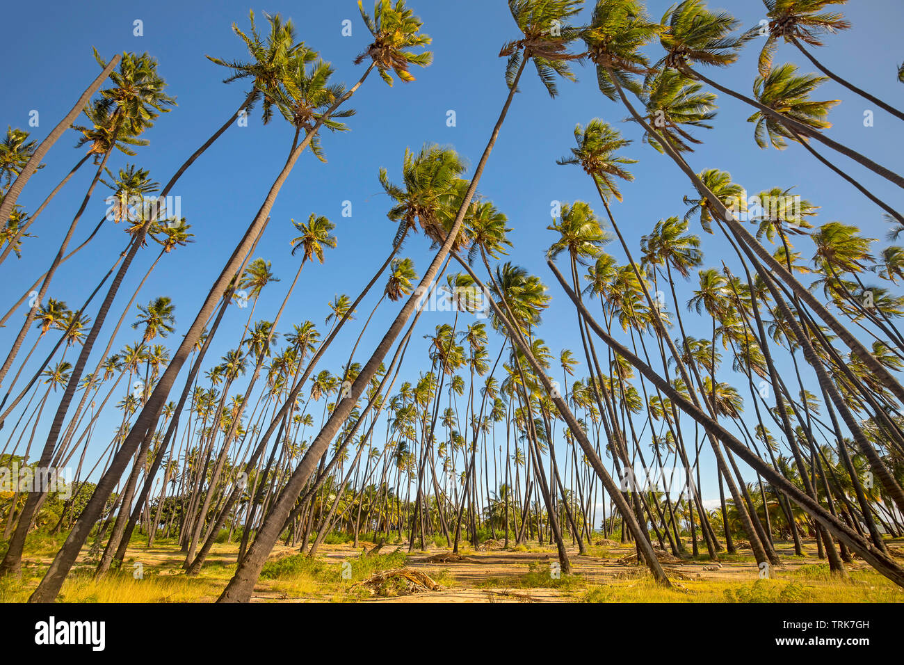 Planted king coconut tree hi-res stock photography and images - Alamy