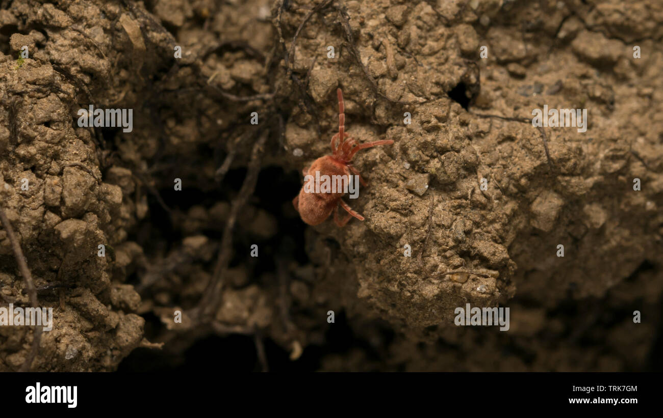 Red velvet mite hi-res stock photography and images - Alamy