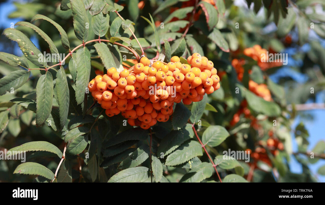ashberry at dry sunny day Stock Photo - Alamy