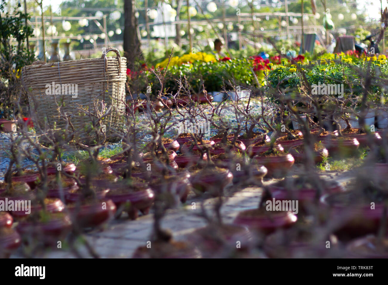Root seller hi-res stock photography and images - Alamy