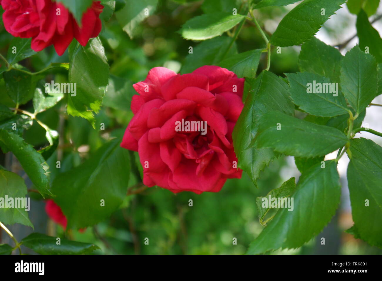 Red rose green leaves hi-res stock photography and images - Alamy
