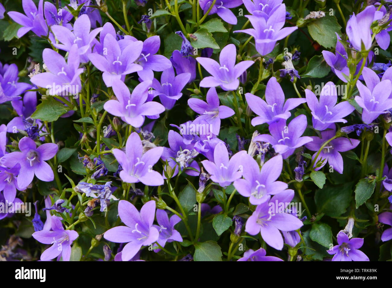 Violet tiny flowers hi-res stock photography and images - Alamy