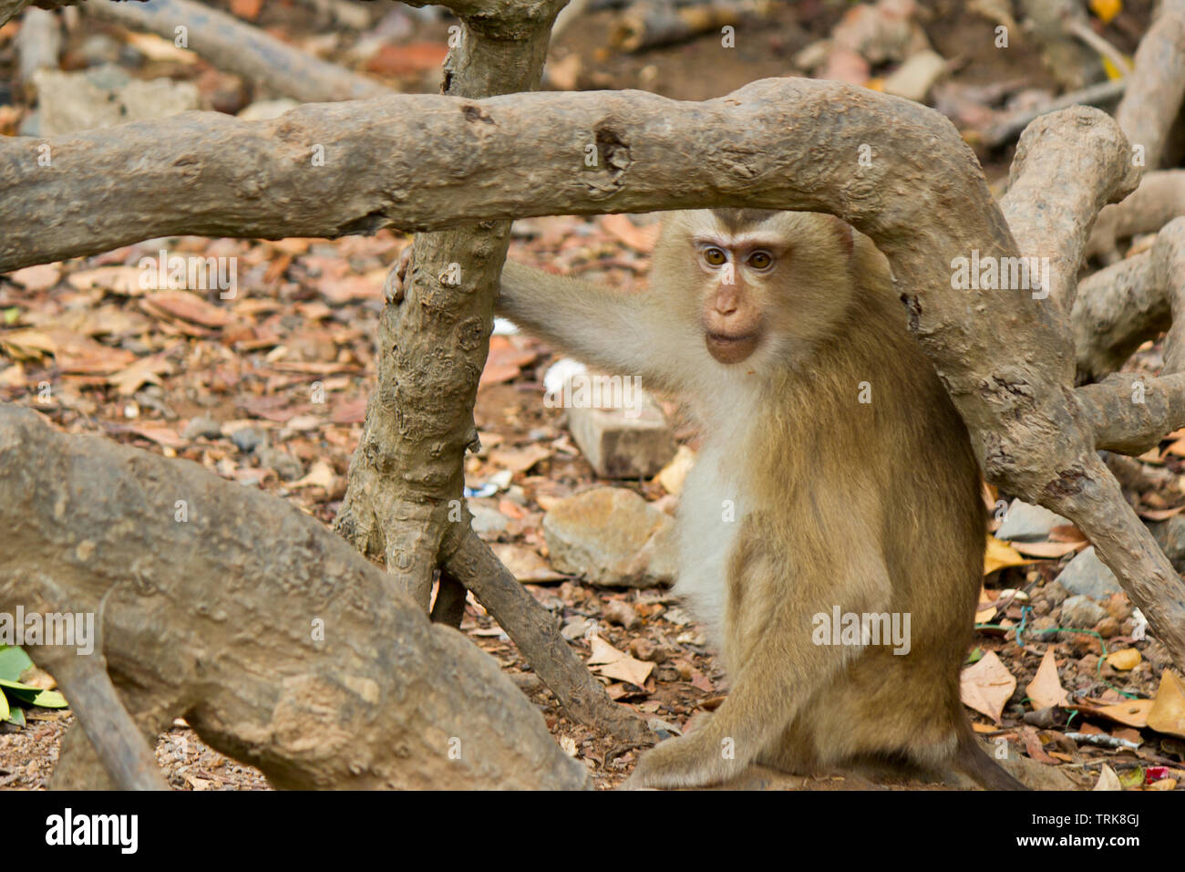 Monkey under a tree Stock Photo - Alamy