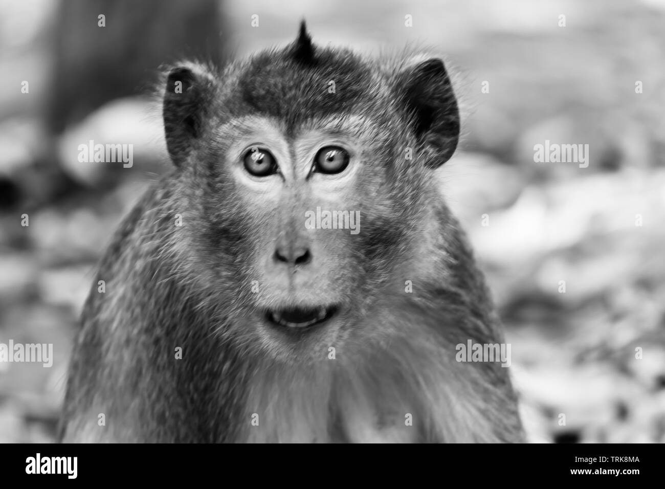 Monkey Black and White Stock Photos & Images - Alamy