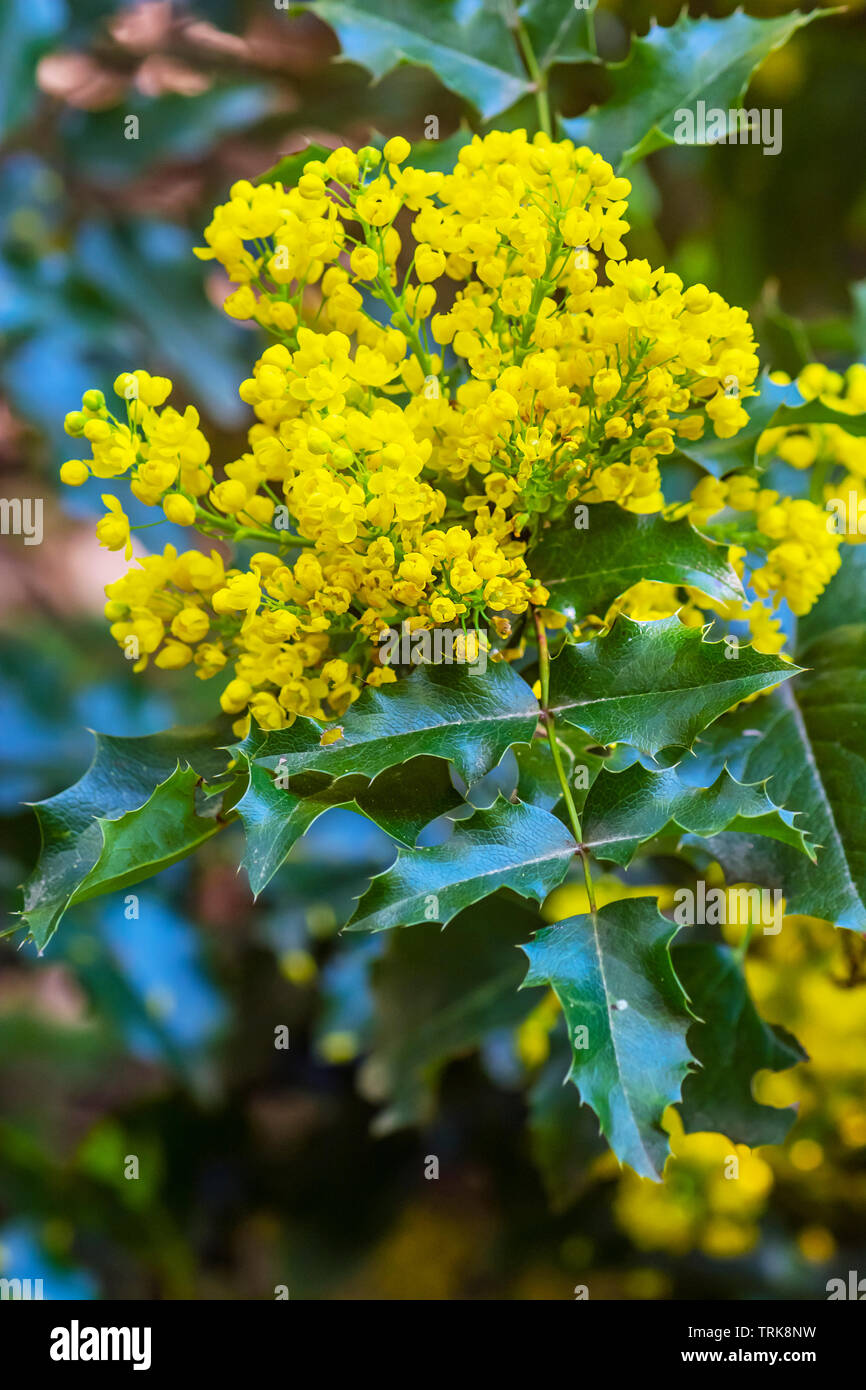 Tall Oregon grape - Mahonia aquifolium. Seasonal natural scene Stock ...