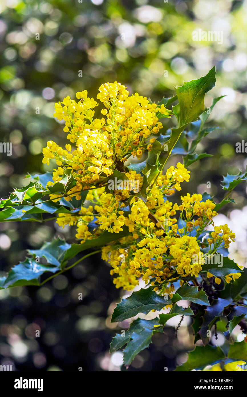 Tall Oregon grape - Mahonia aquifolium. Seasonal natural scene Stock ...