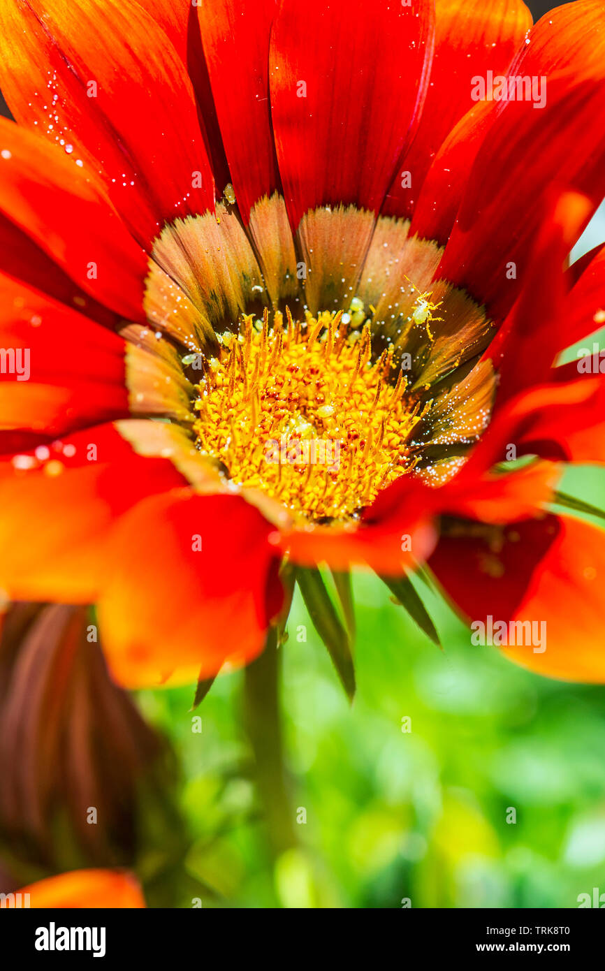 Macro photo of red Gazania flower. Seasonal natural scene. Gardening ...