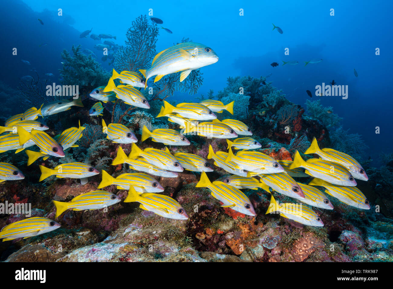 Shoal of Bluestripe Snapper, Lutjanus kasmira, Lissenung, New Ireland ...