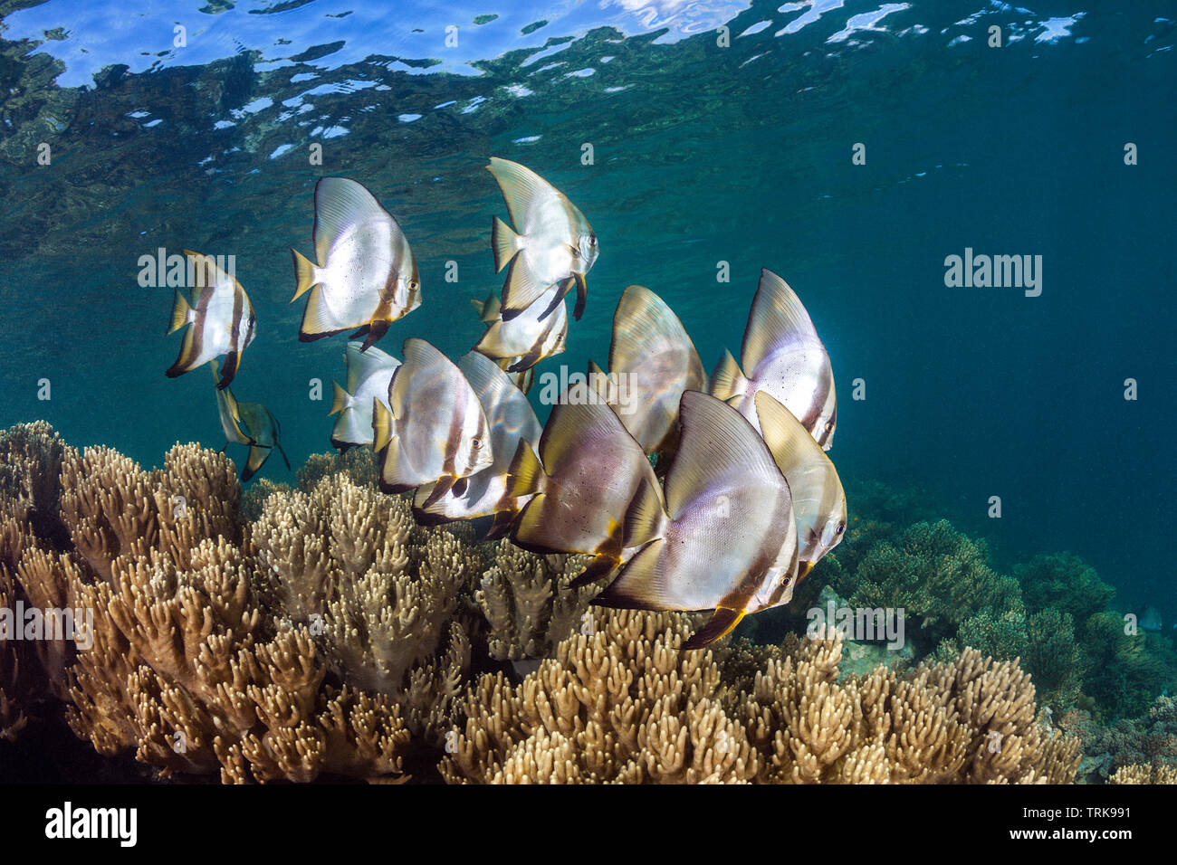 Circular spadefish platax orbicularis hi-res stock photography and ...