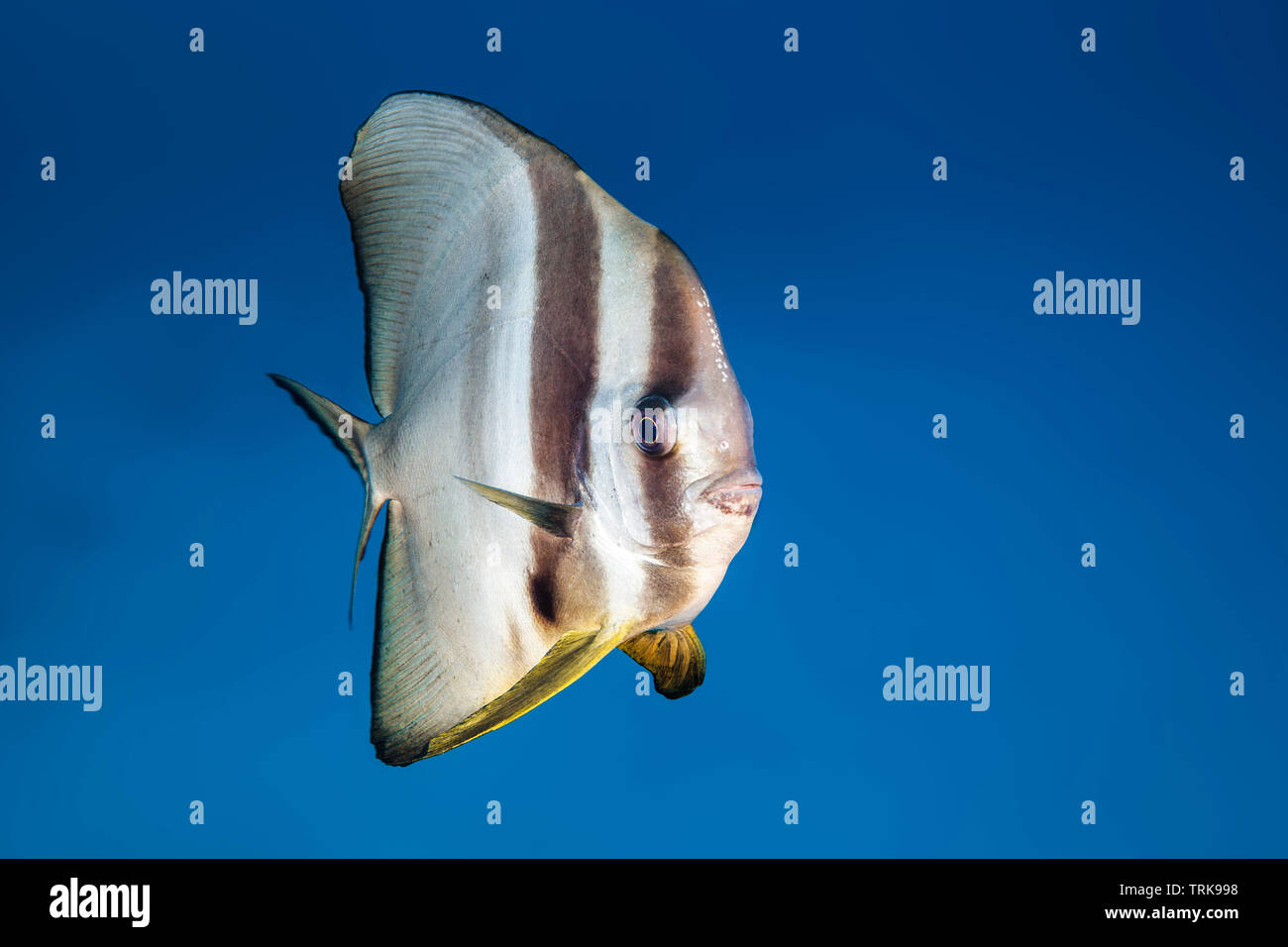 Platax fish hi-res stock photography and images - Alamy