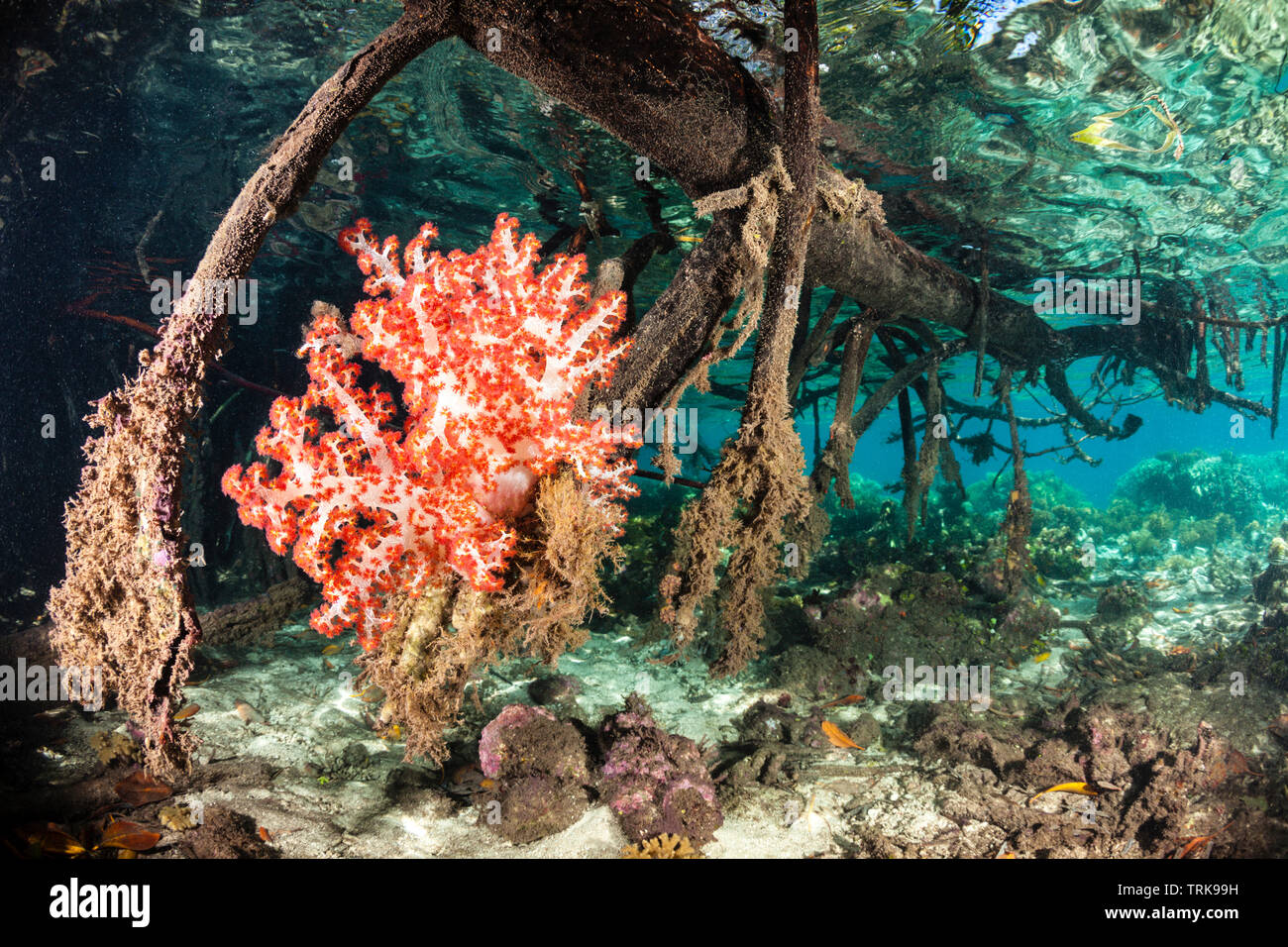 Soft Corals growing in Mangroves, Dendronephthya, Lissenung, New ...
