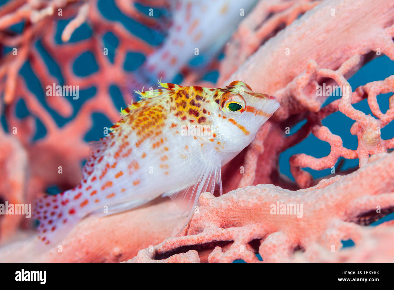Dwarf Hawkfish, Cirrhitichthys falco, Lissenung, New Ireland, Papua New ...