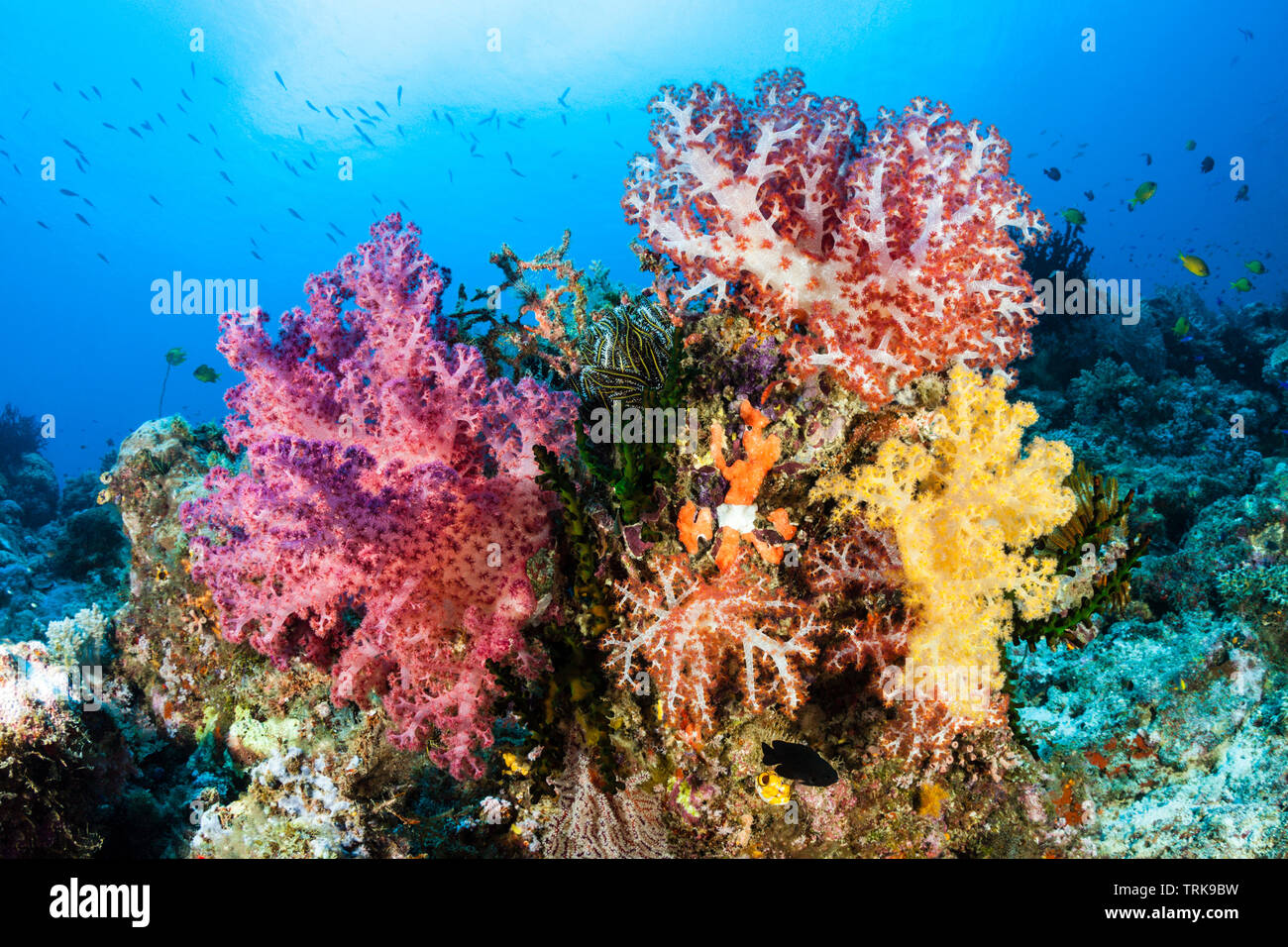 Soft Corals in Coral Reef, Dendronephthya, Lissenung, New Ireland ...