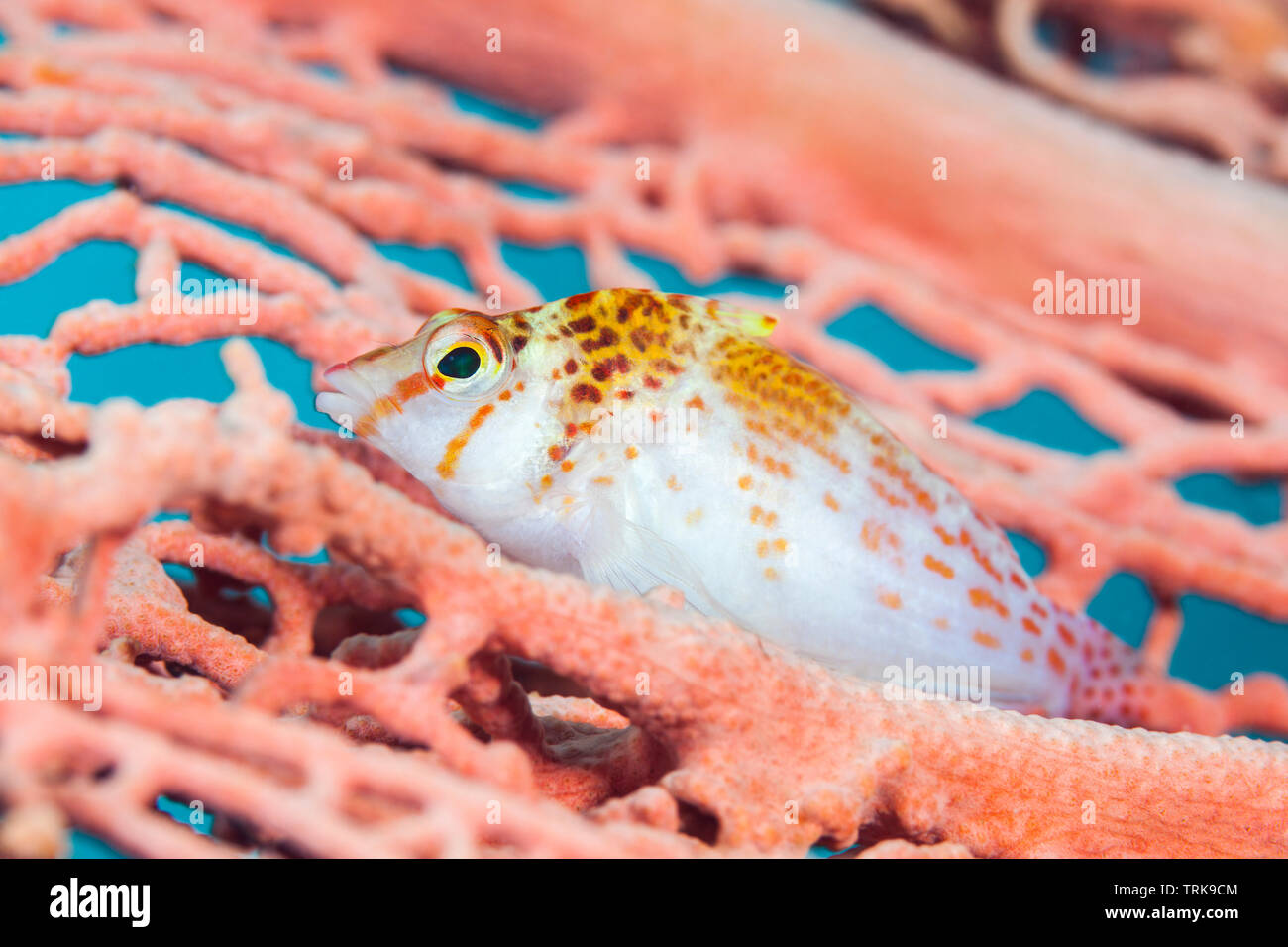 Dwarf Hawkfish, Cirrhitichthys falco, Lissenung, New Ireland, Papua New ...