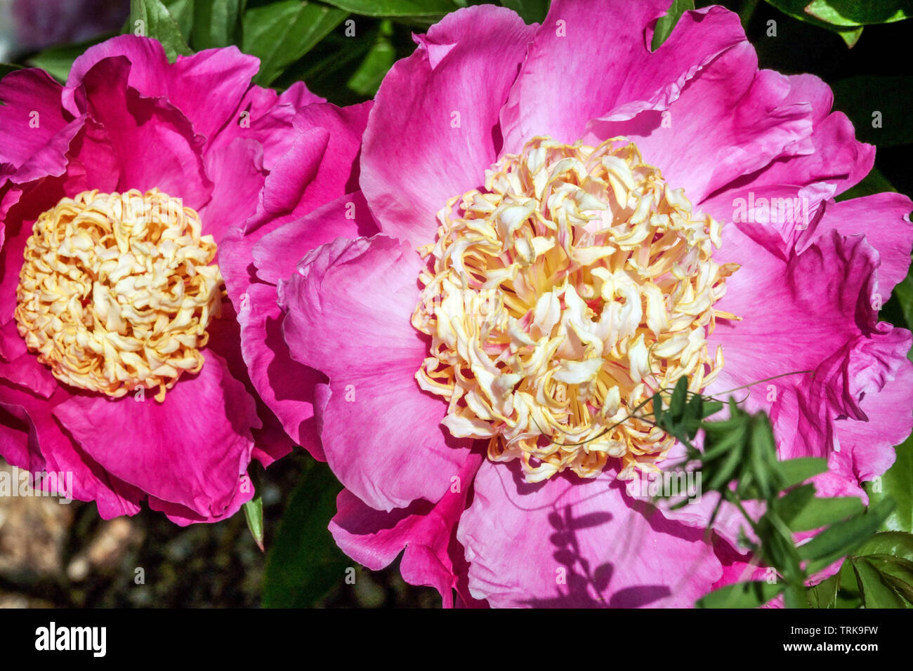 Large peonies hi-res stock photography and images - Alamy
