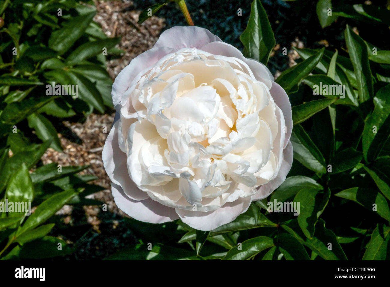 White Peony "Snow Cloud" Peonies Stock Photo - Alamy