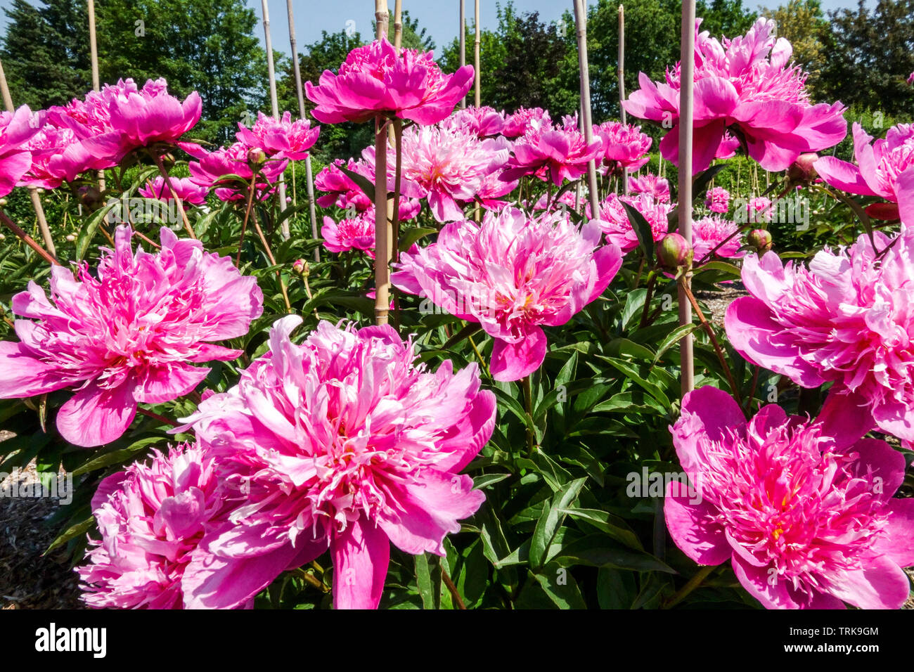 Pink Peony flowers "Hinode-Sekai" Peonies, support sticks Stock Photo ...