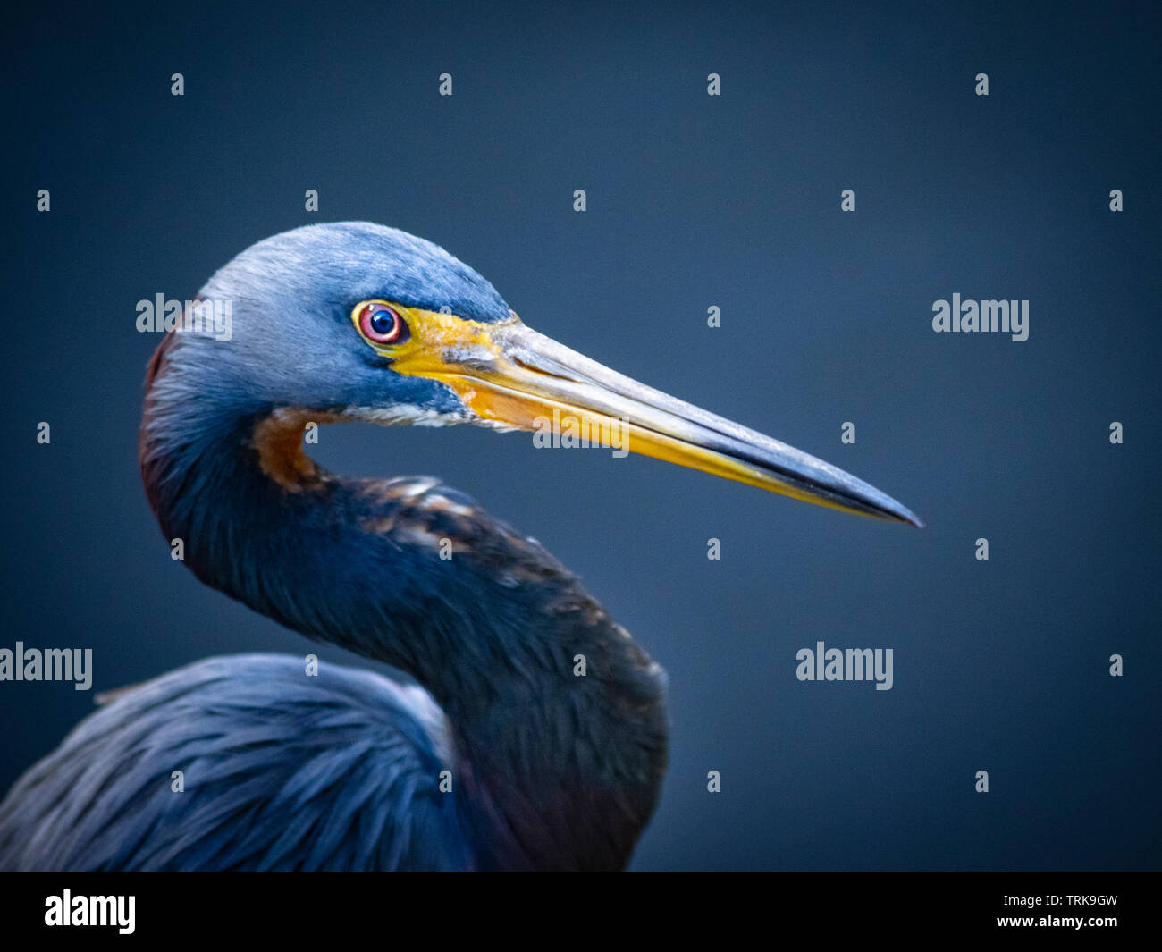 Underwing coverts hi-res stock photography and images - Alamy