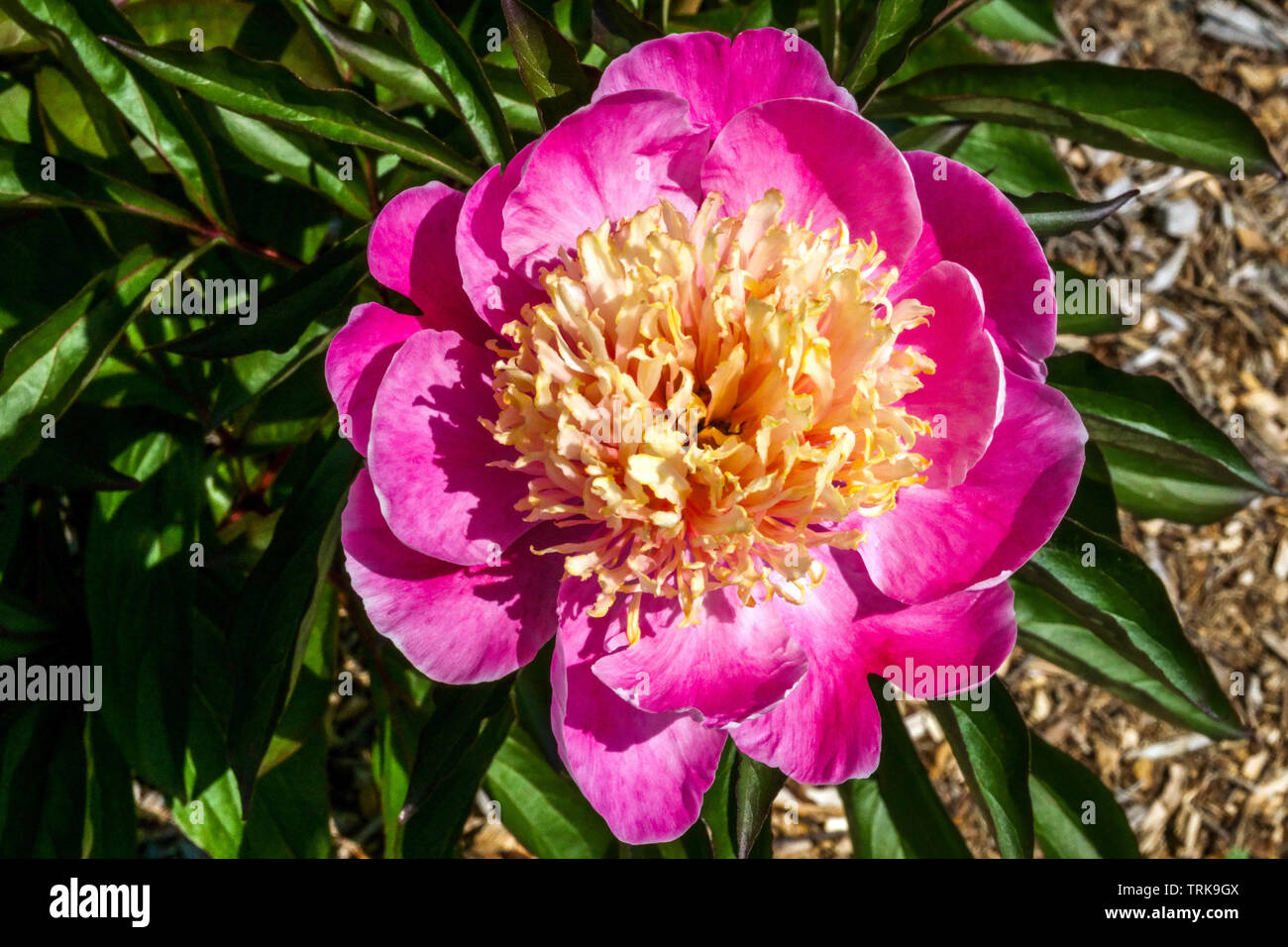 Peony alstead hi-res stock photography and images - Alamy