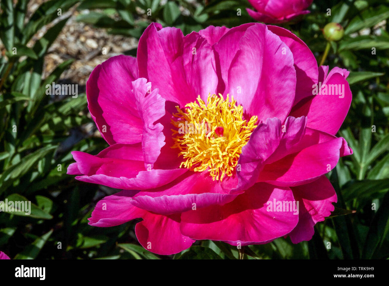 Peonies High Resolution Stock Photography and Images - Alamy