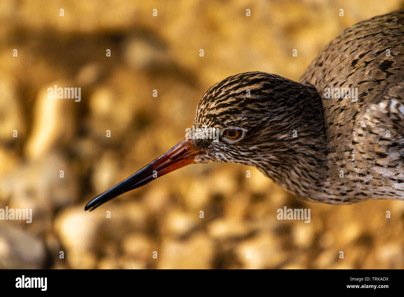 Ruff High Resolution Stock Photography and Images - Alamy