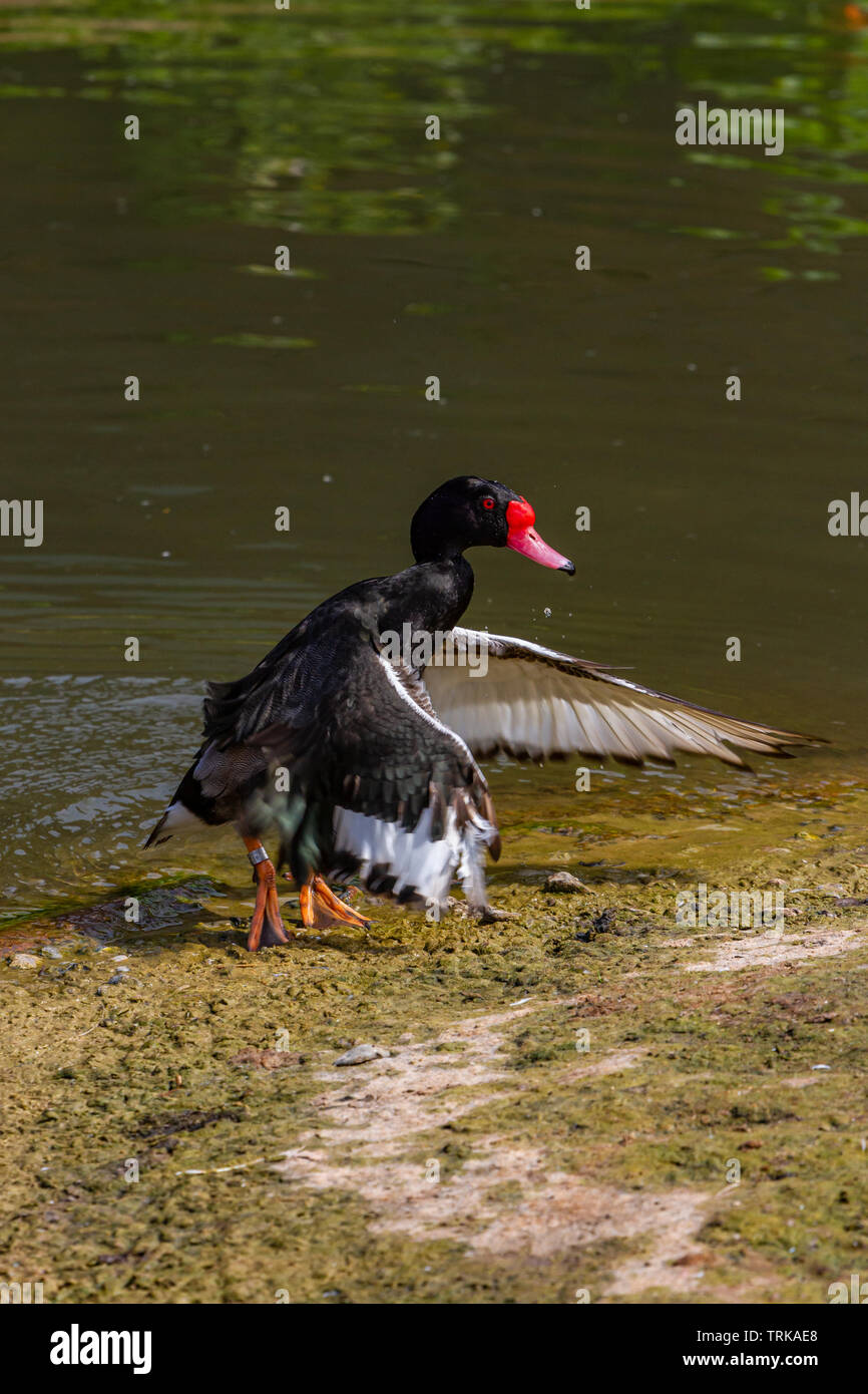 Shelduck feathers hi-res stock photography and images - Alamy