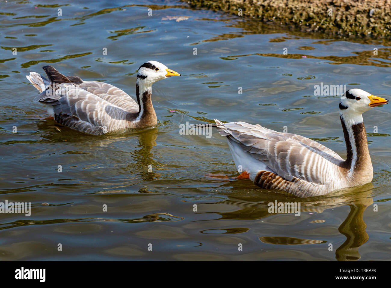 Bar-headed goose at Slimbridge Stock Photo - Alamy