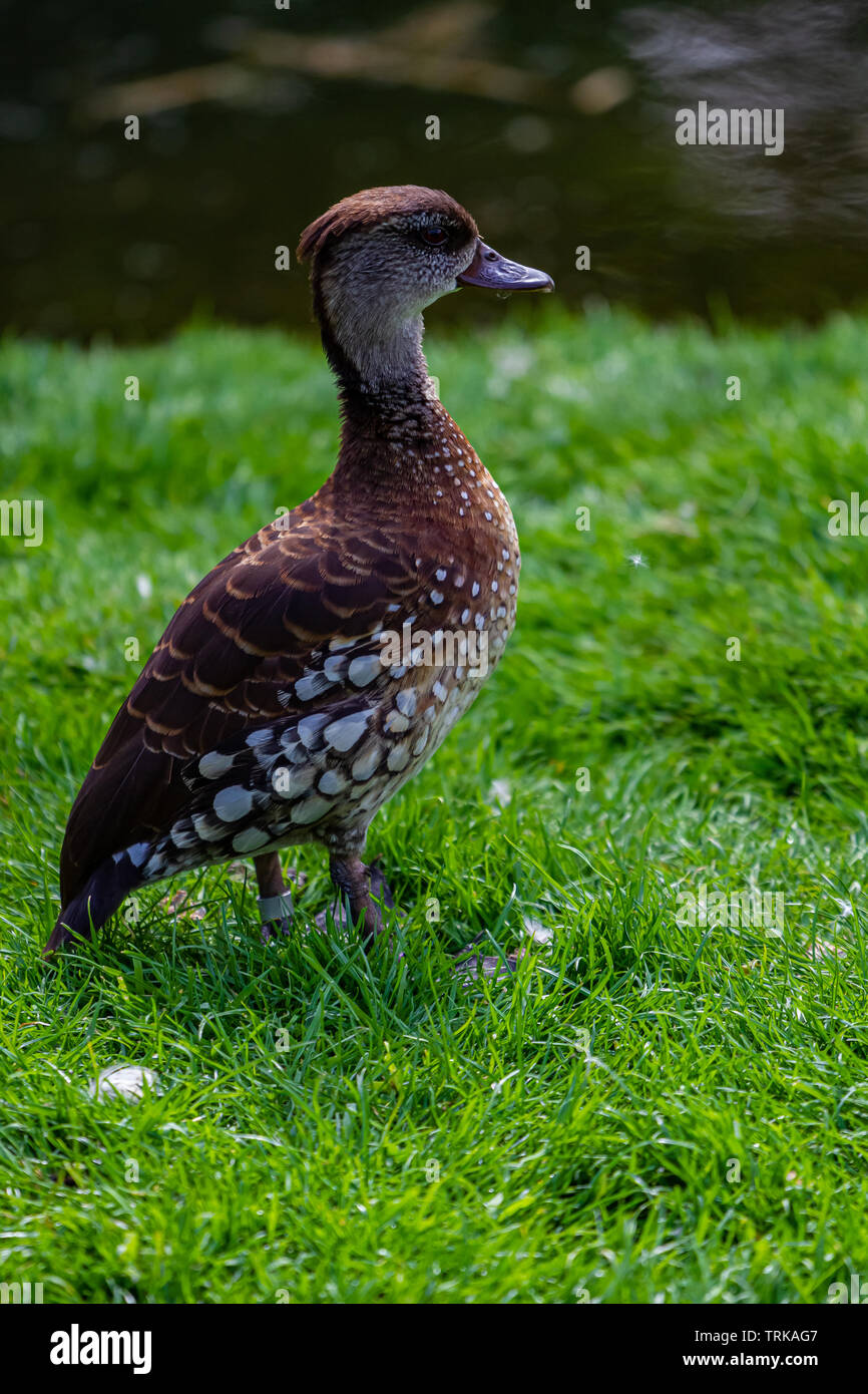 West Indian Whistling Duck at Slimbridge Stock Photo - Alamy