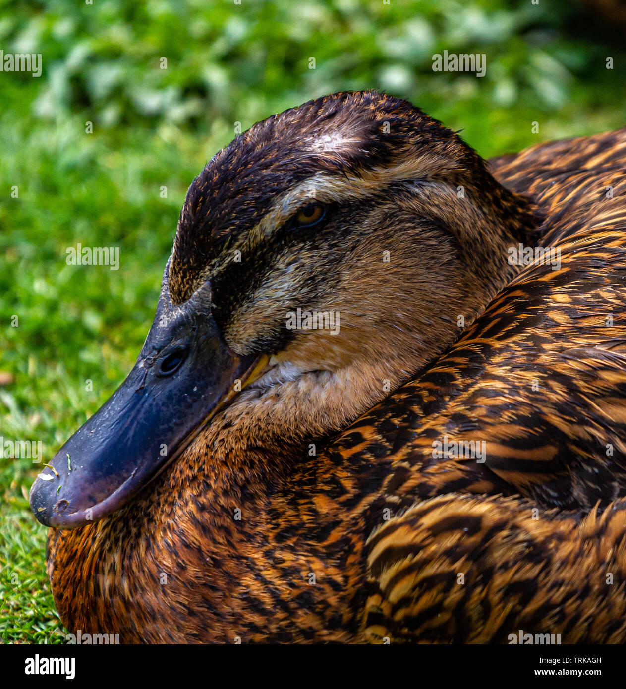 Rouen duck hi-res stock photography and images - Alamy