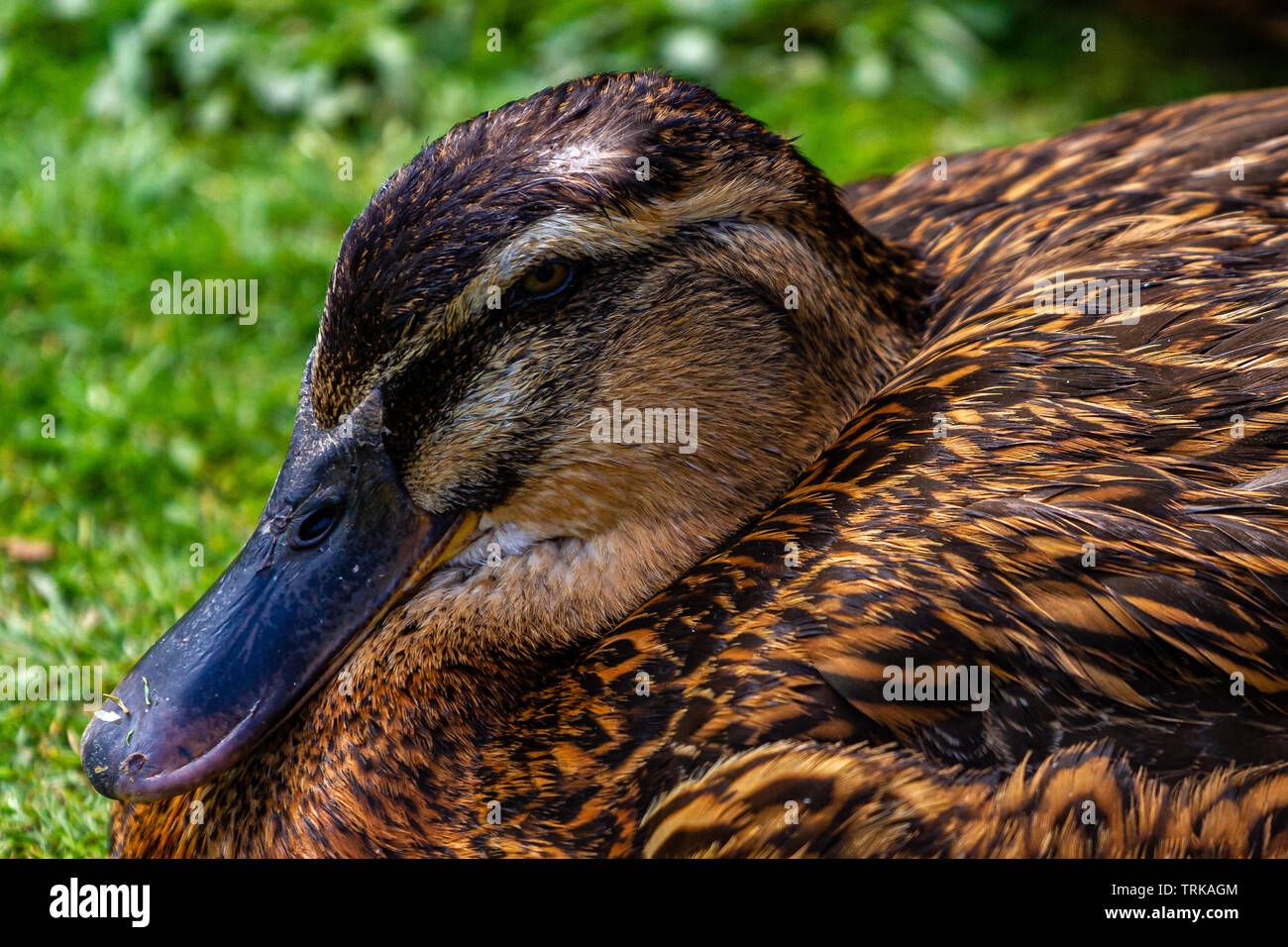 Rouen duck hi-res stock photography and images - Alamy