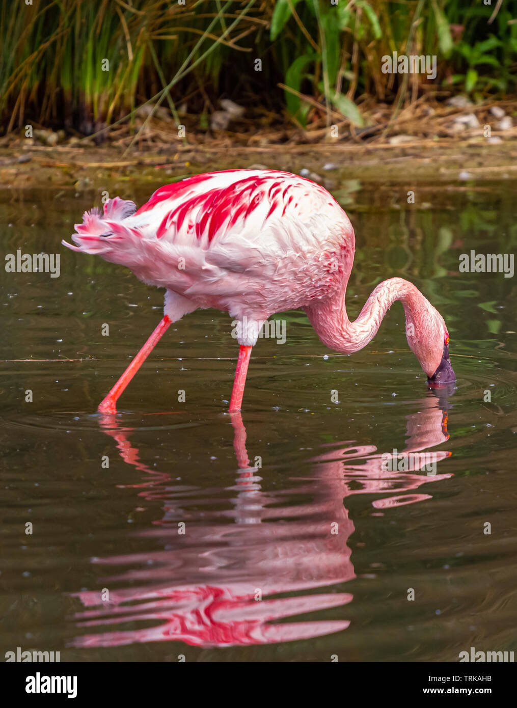 Lesser Flamingo at Slimbridge Stock Photo - Alamy