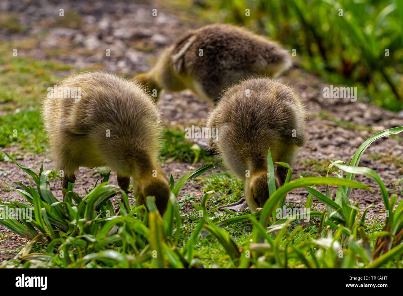 Greylag Goose chicks at Slimbridge Stock Photo - Alamy