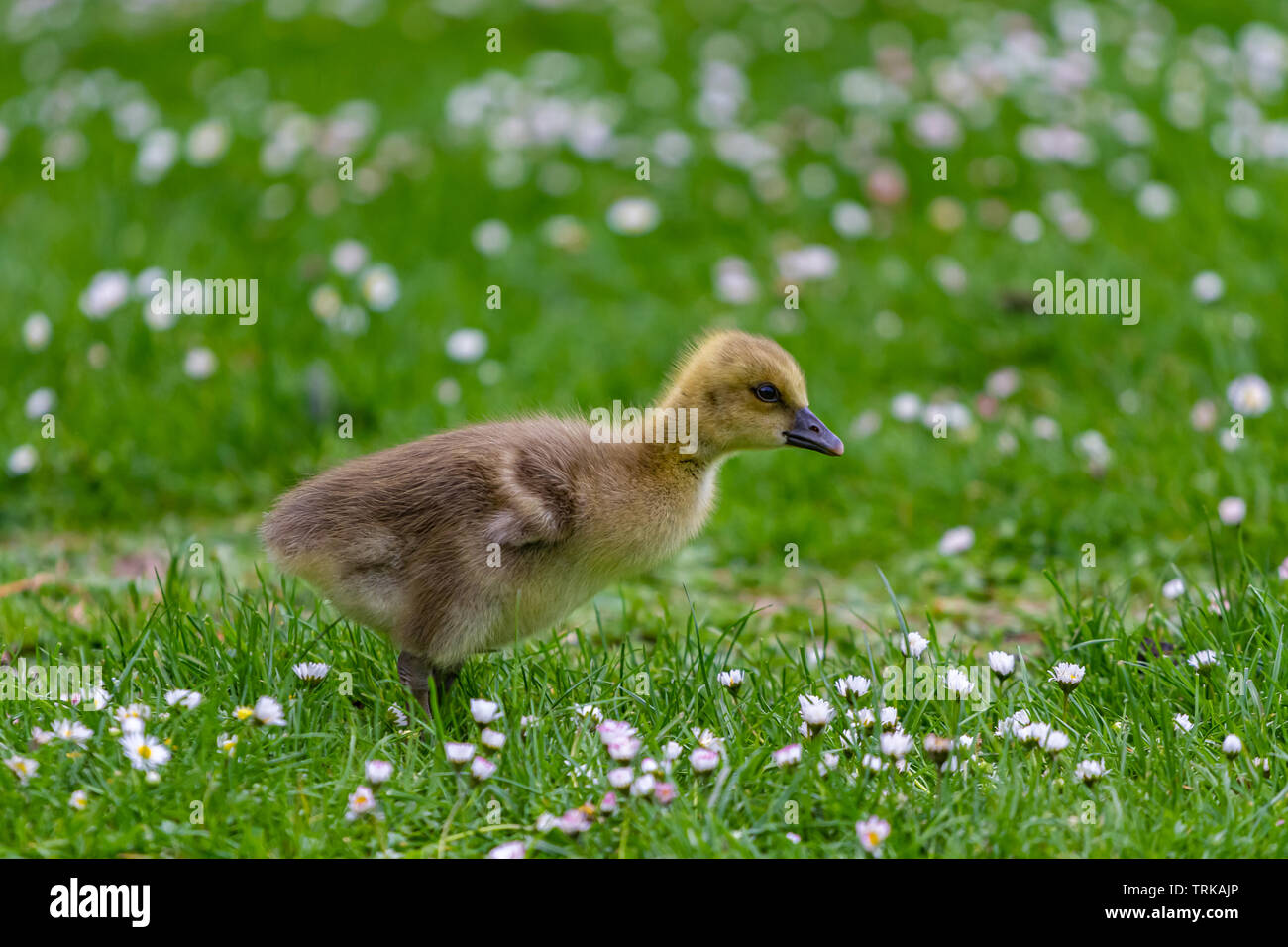 Greylag Goose chicks at Slimbridge Stock Photo - Alamy
