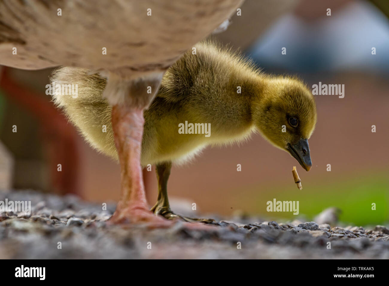 Greylag Goose chicks at Slimbridge Stock Photo - Alamy