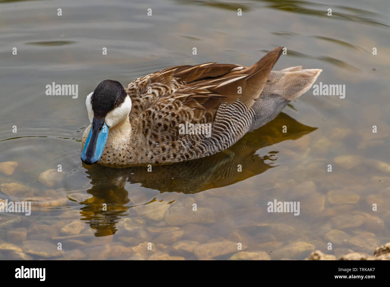 Puna teal anas puna hi-res stock photography and images - Alamy