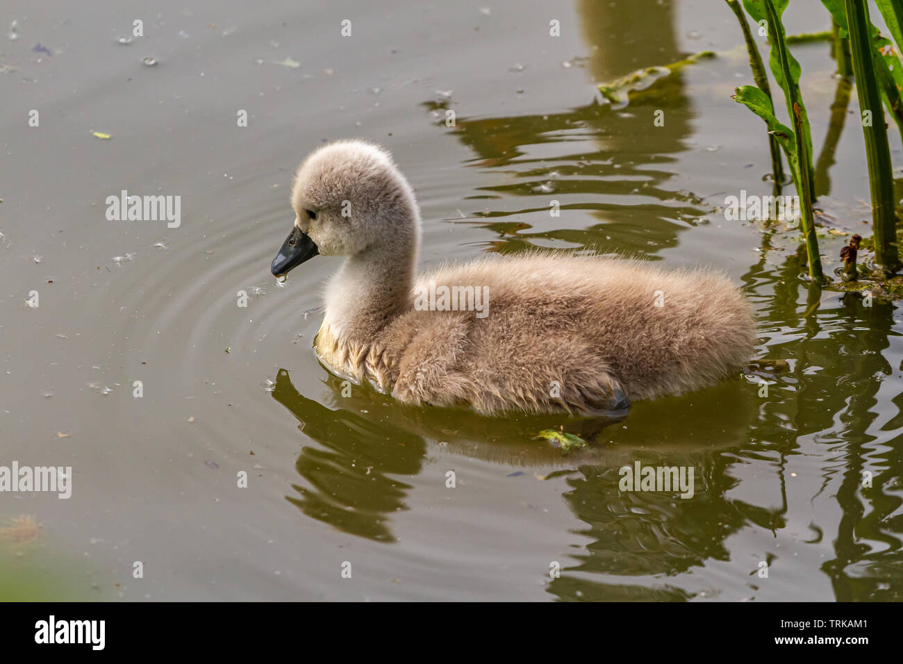 Cygnet cute hi-res stock photography and images - Alamy